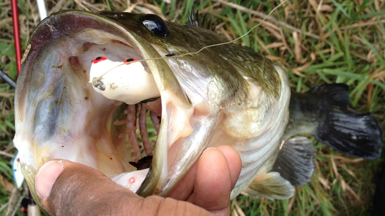 Fantastic Anti Frog Squeeze - YouTube