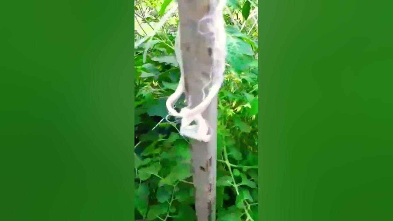 Томат "Ожерелье жёлтое и красное".Чудесный помидор 👌 - YouTube