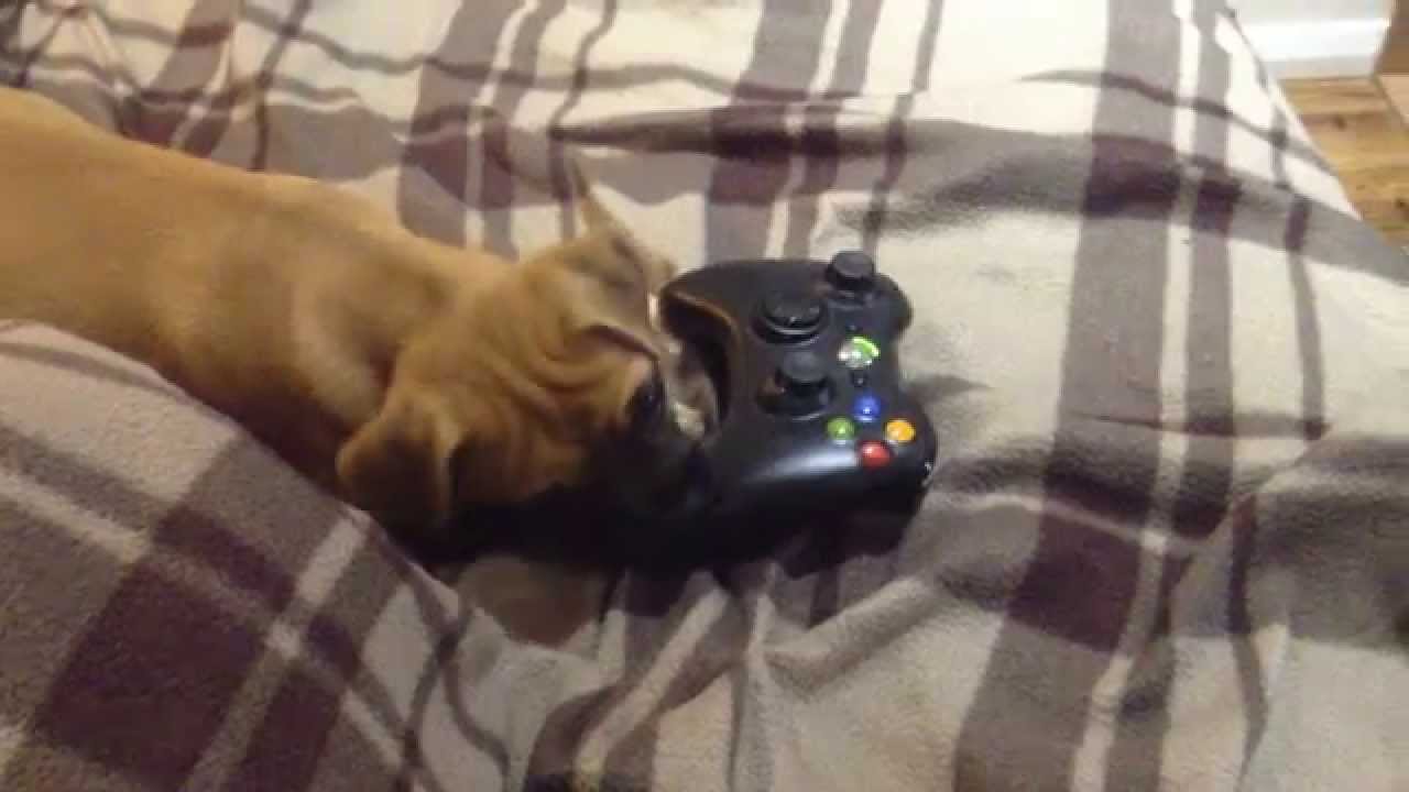 Pug trying to play the Xbox - YouTube