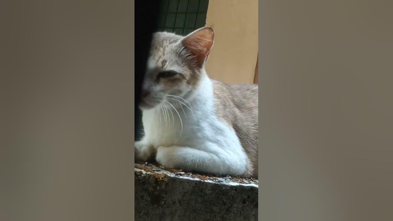 Pussy πΊ Cat Youtube