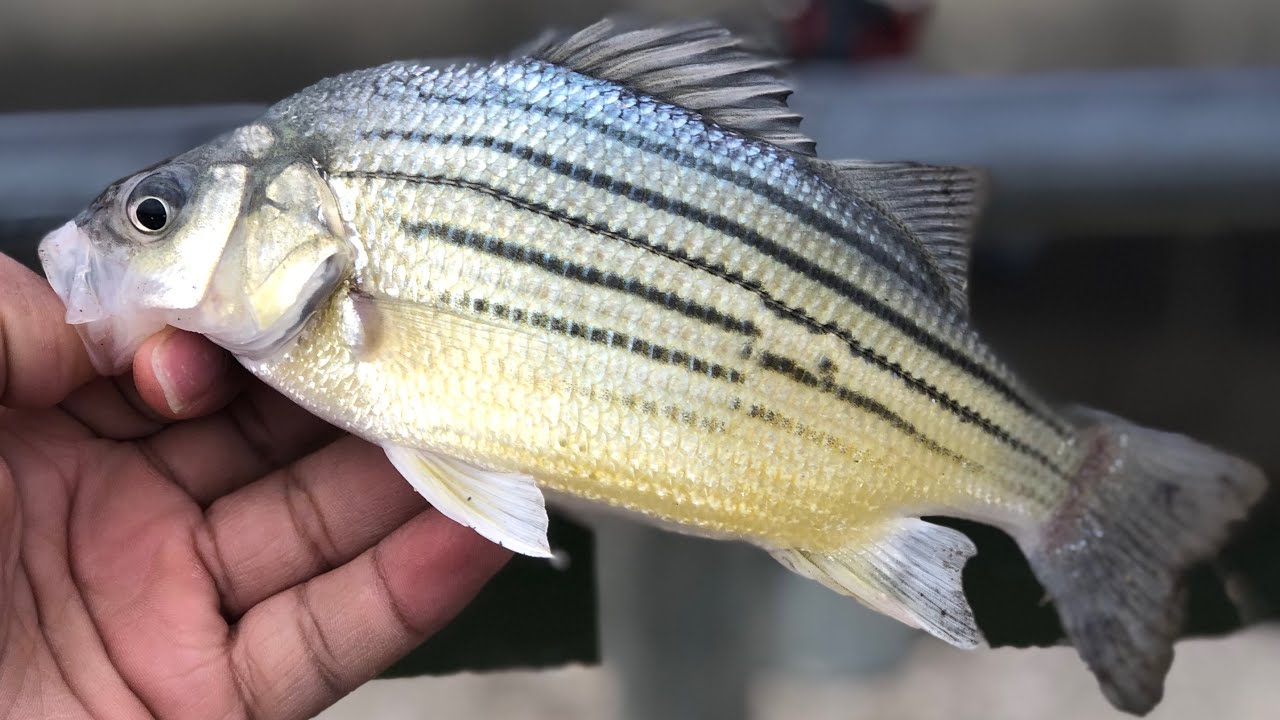 Joe pool dam fishing ft bankboy Og (ultra light) - YouTube