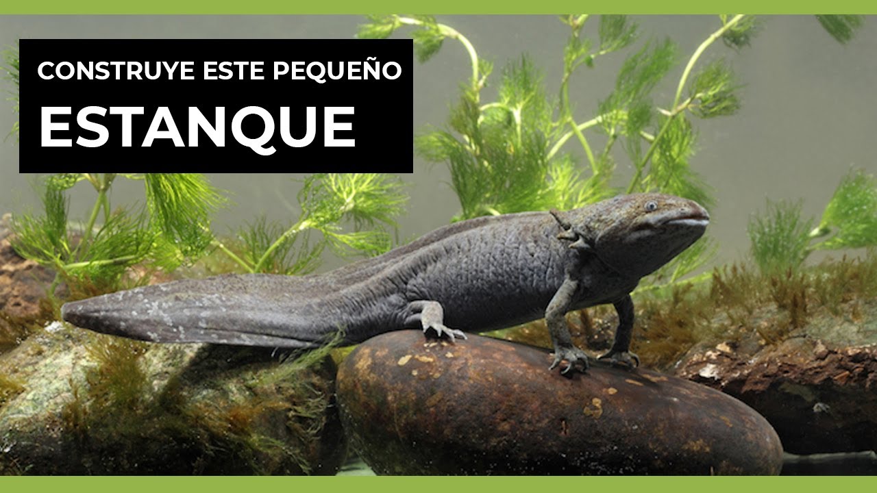 PECERA para AJOLOTE MEXICANO ᓬ(•ᴗ•)ᕒ Cómo hacer una!!! - YouTube