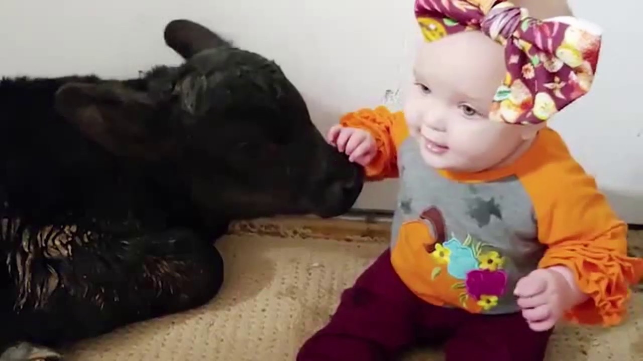 Contato com Animais (contact with animals) - PARTE 1 - YouTube