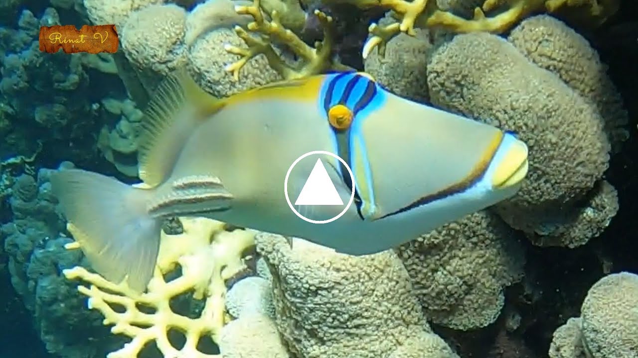 Baliste Picasso Rhinecanthus aculeatus - YouTube