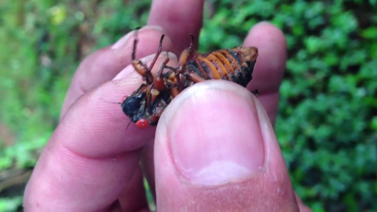 Screaming cicada! - YouTube