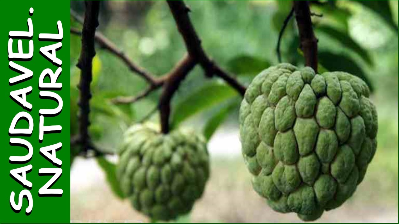 Resgatando uma arvore da morte! um pé de fruta do conde - YouTube