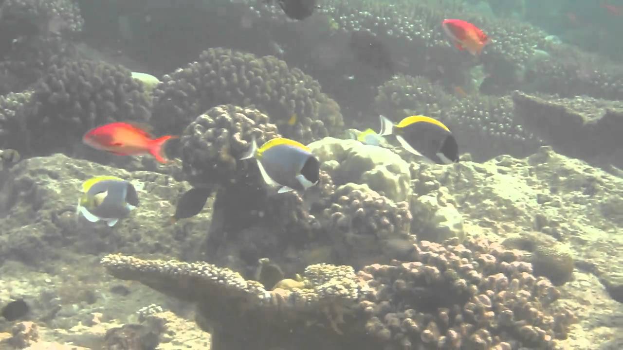 Two Powderblue Surgeonfish - mating dance? - YouTube