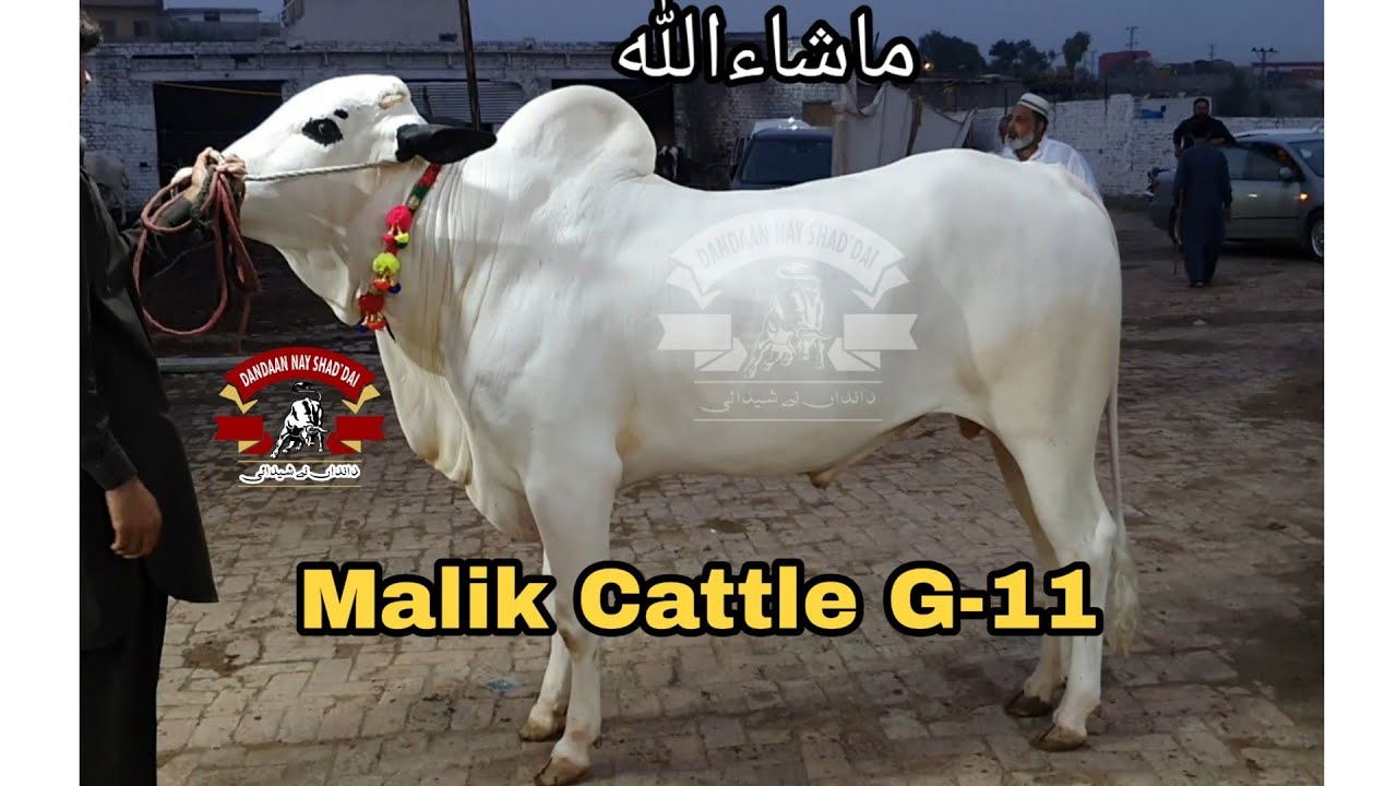 Most Beautiful Dhani bull of Mailk Cattle G-11 || Sale Collection 2020 ...