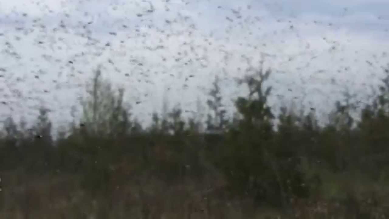 Gull Harbor midges up close @ 240fps - YouTube