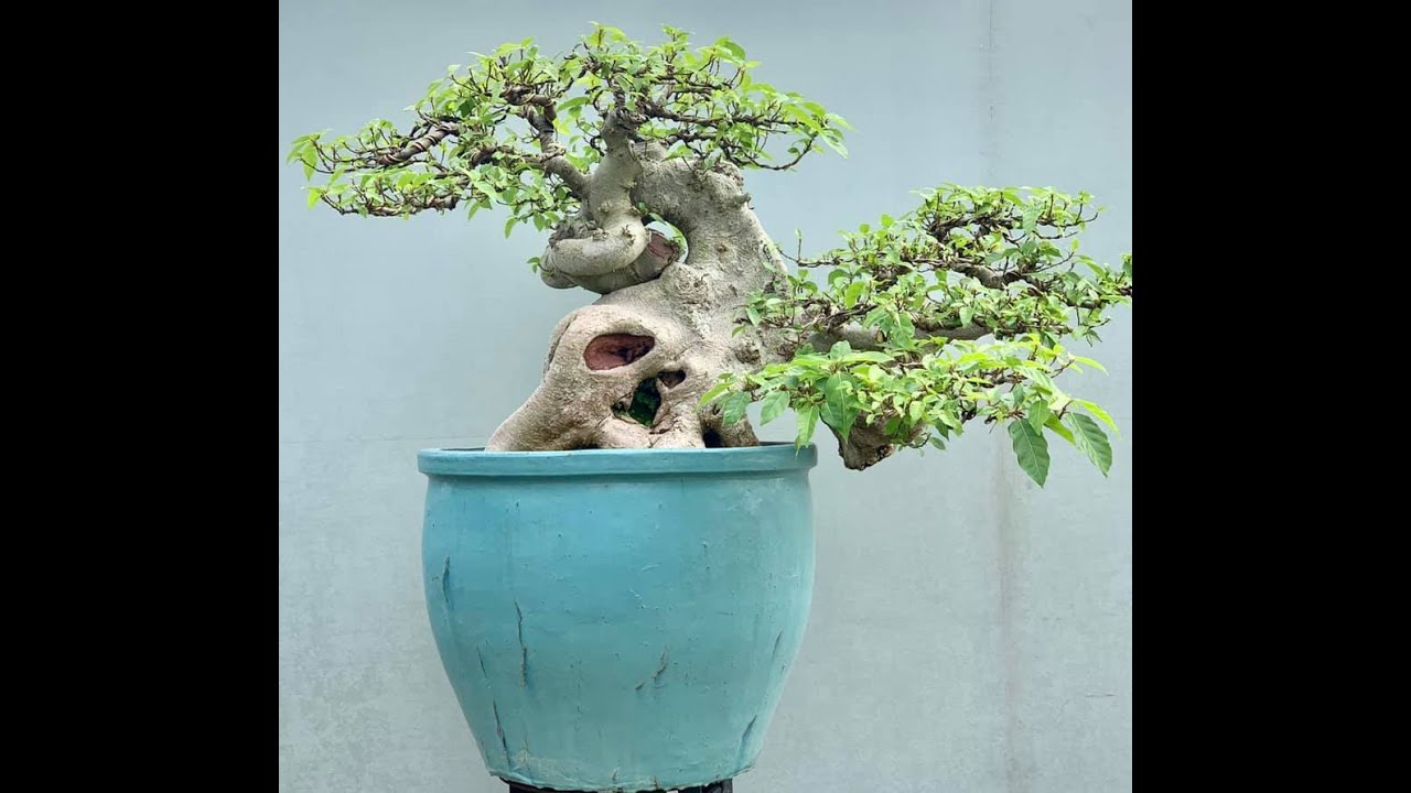 NHỮNG CÂY SUNG BONSAI ĐỦ CÁC DÁNG THẾ ĐẸP MỸ MÃN/BONSAI FIG TREES IN ...