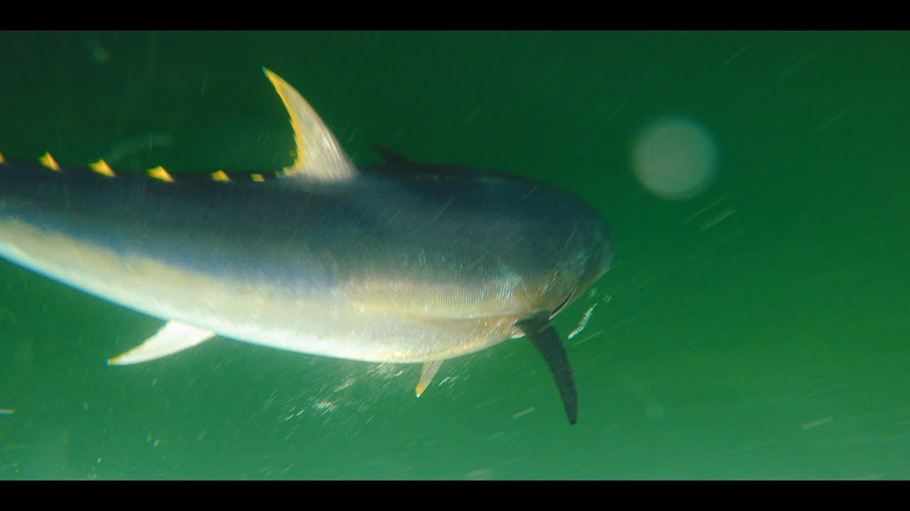 Tuna CHART Bluefin Tuna scientific catch and release fishery Ireland ...