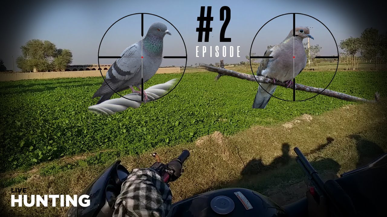 live hunting Waqas Rao and Rao Tanveer I live hunting episode #2 - YouTube