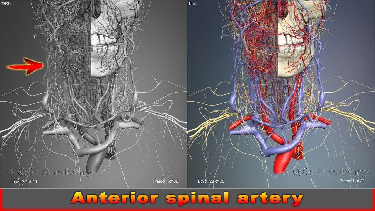 Anterior spinal artery | Arteries of head and neck | 3D Human Anatomy ...