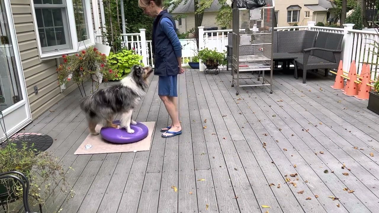 Fenzi K9 Wk 6 Ash Sidestepping - YouTube