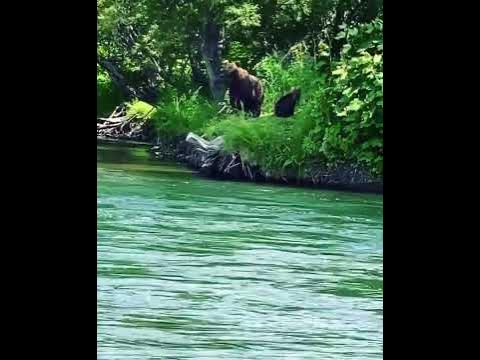Медведица с медвежатами , встреча на рыбалке . #Камчатка #Медведь # ...