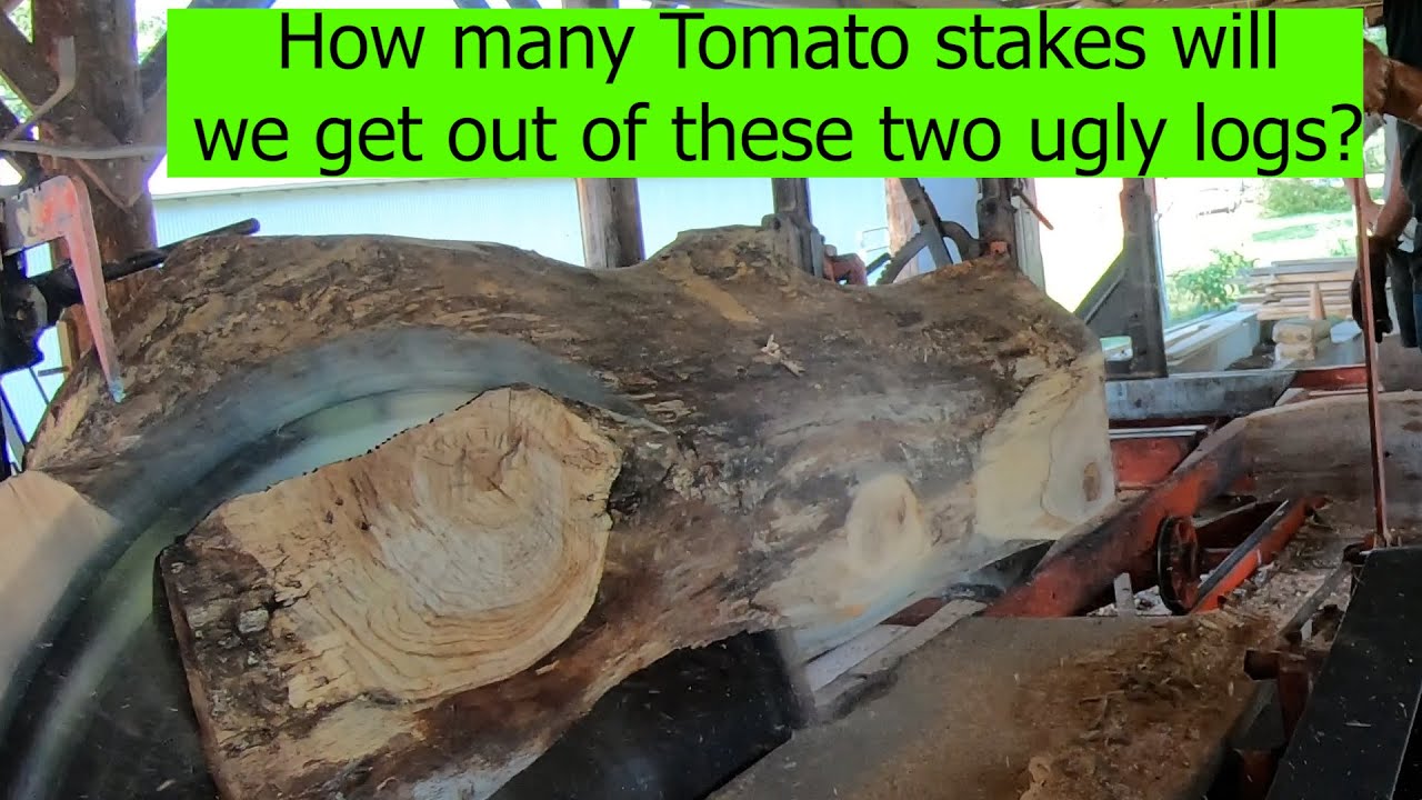 How many tomato stakes this two logs will make? - YouTube