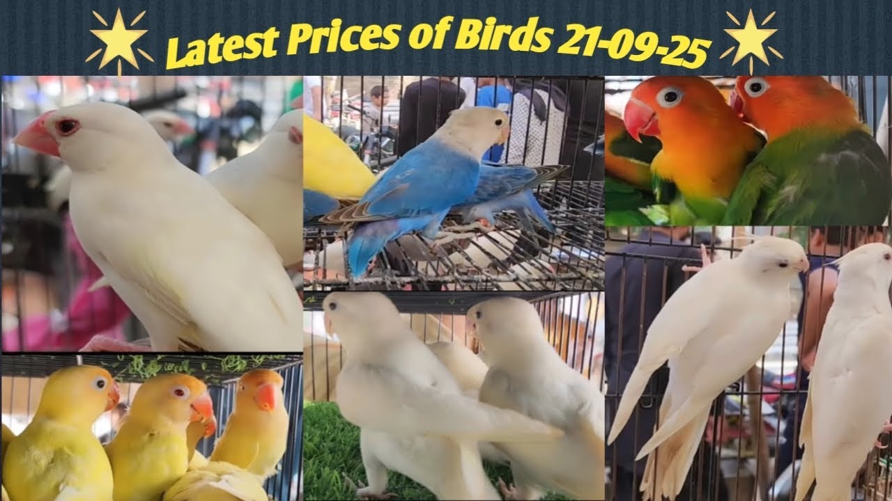 Birds Latest Prices | Lovebirds prices | Cocktails, Jawa latest prices ...