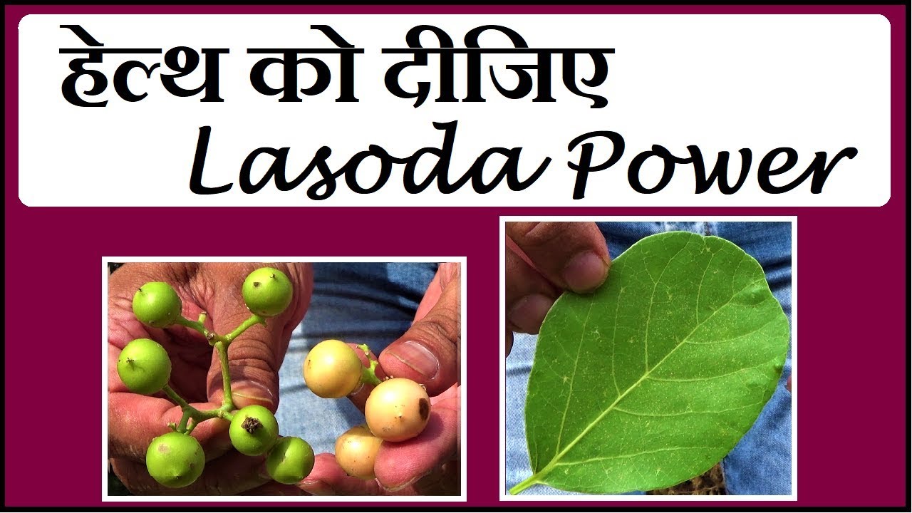 लसोड़ा, Lasoda पहचान और फायदे│Intro & Benefits of Cordia Dichotoma ...