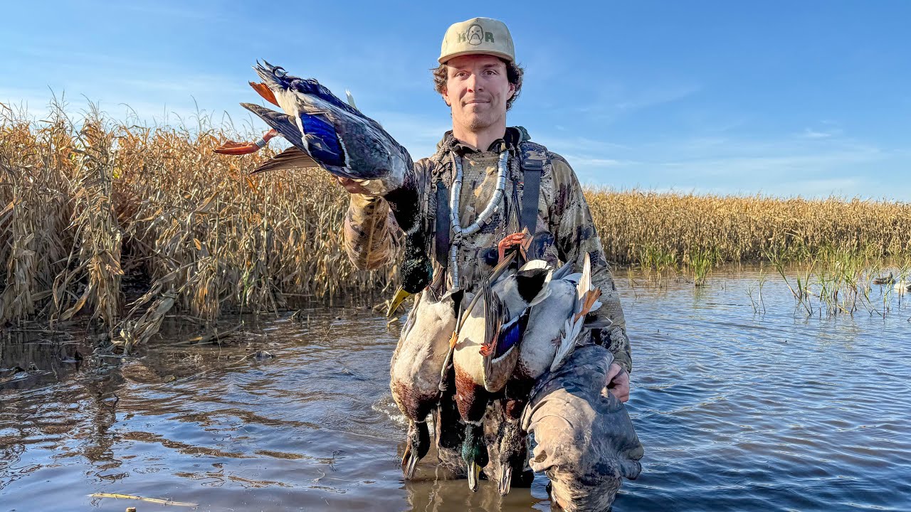 Mallard BANDS in the FLOODED CORN! - Duck Hunting 2025 - YouTube