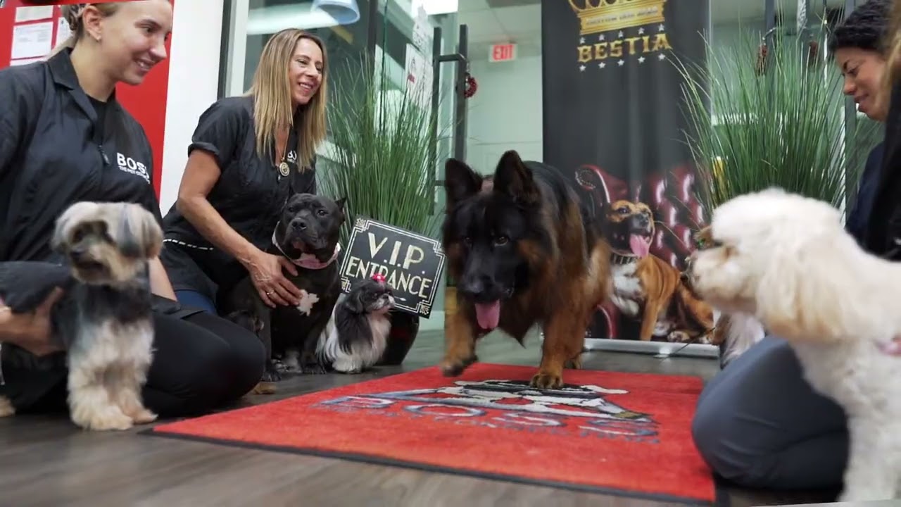 Boss The Pet Connection VIP SPA TREATMENT - YouTube