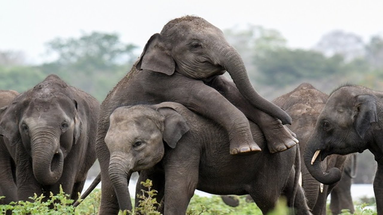 Elephants At Play - The Wild Hub - YouTube