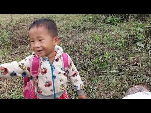 hnub no peb mus luaj teb pob kws thiab teb ua zaub nawb 26 ກັນຍາ 2024 - YouTube