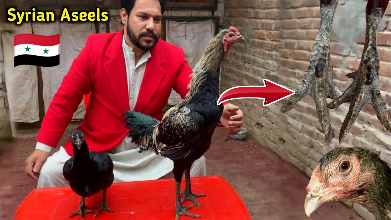 Top Quality Syrian Aseels on Afnan Aseel Setup | Aseel Murga Setup by HC Aseels @afnanaseel641 ...