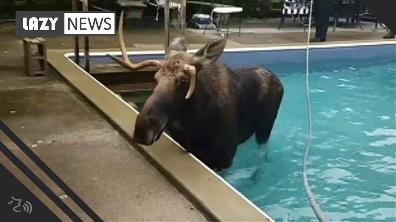 Moose gets stuck in New Hampshire pool, forcing rescuers to get ...