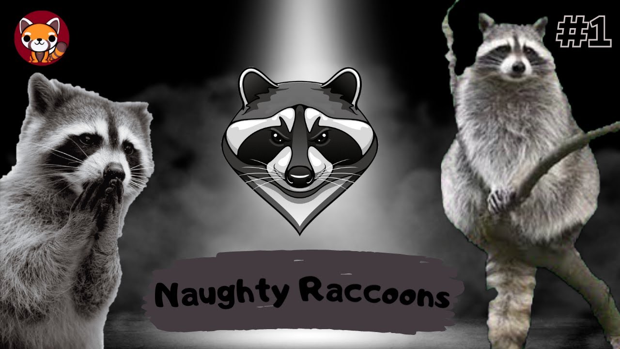 Crazy Raccoons /BEST RACCOON VIDEOS 2020 🦝 #1 - YouTube