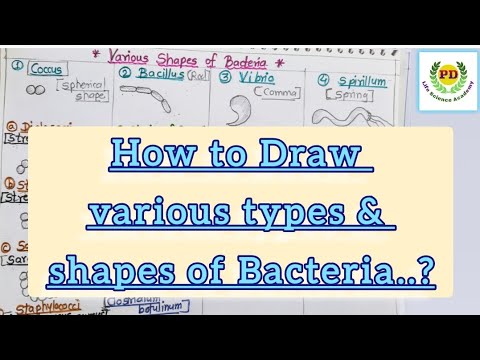Biology Diagrams part 1| How to Draw various types & shapes of Bacteria ...