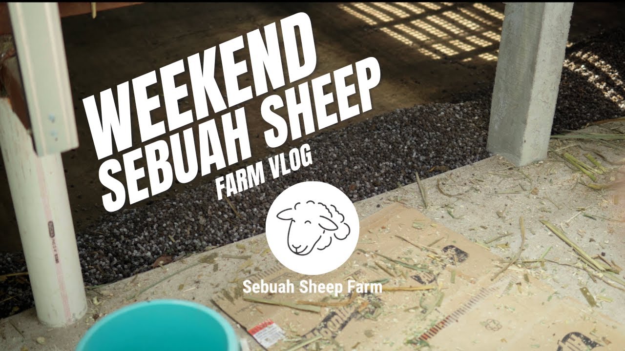 Vlog Eps. 4 Weekend Di Sebuah Sheep Farm - YouTube