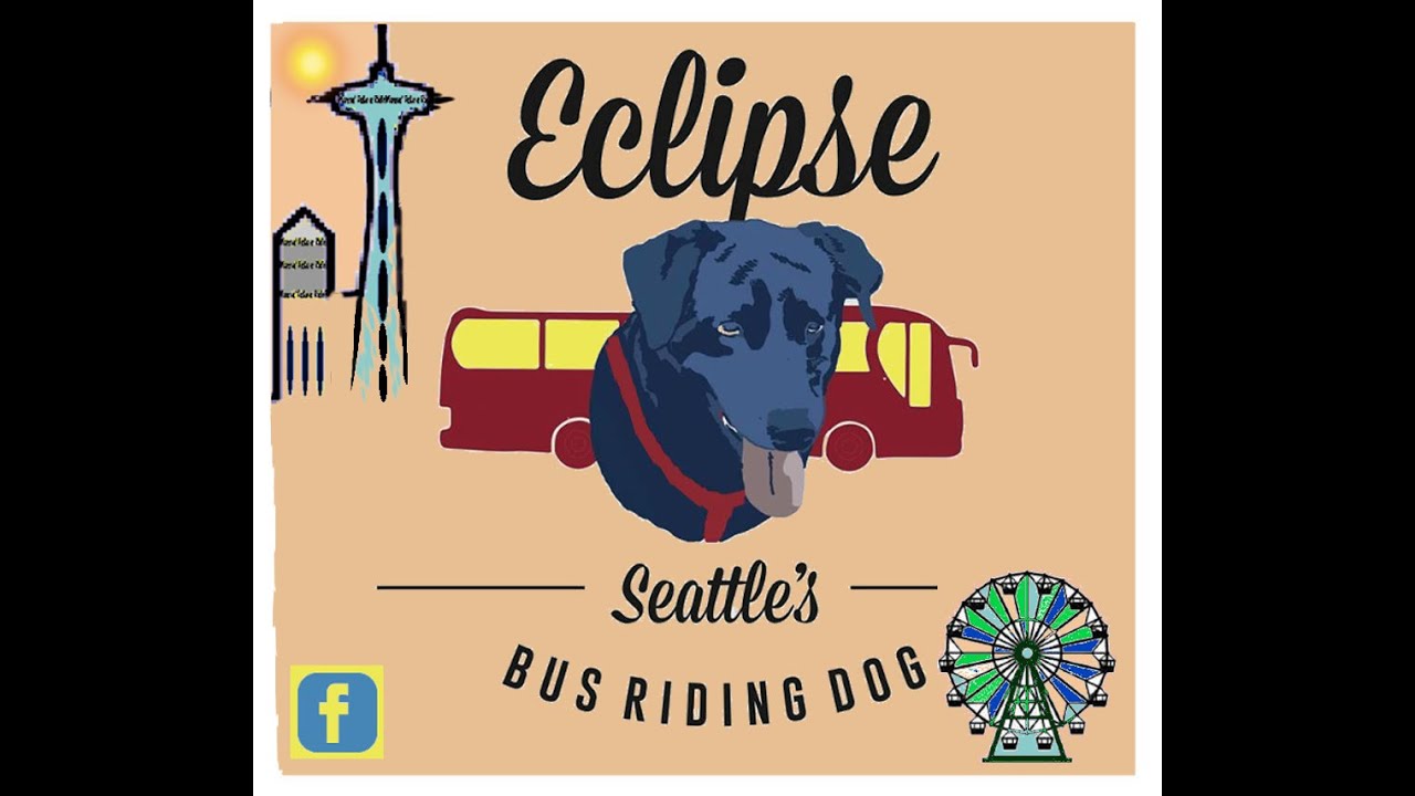 Eclipse the Bus Riding Dog’s Day Off in Seattle 1 - YouTube