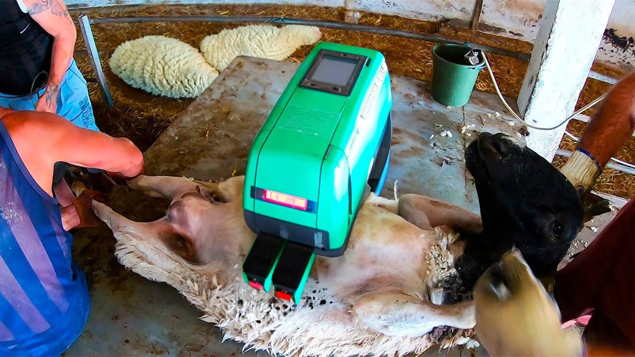 Shearing Overgrown Massive Ram with help of Advanced Tools and Methods ...