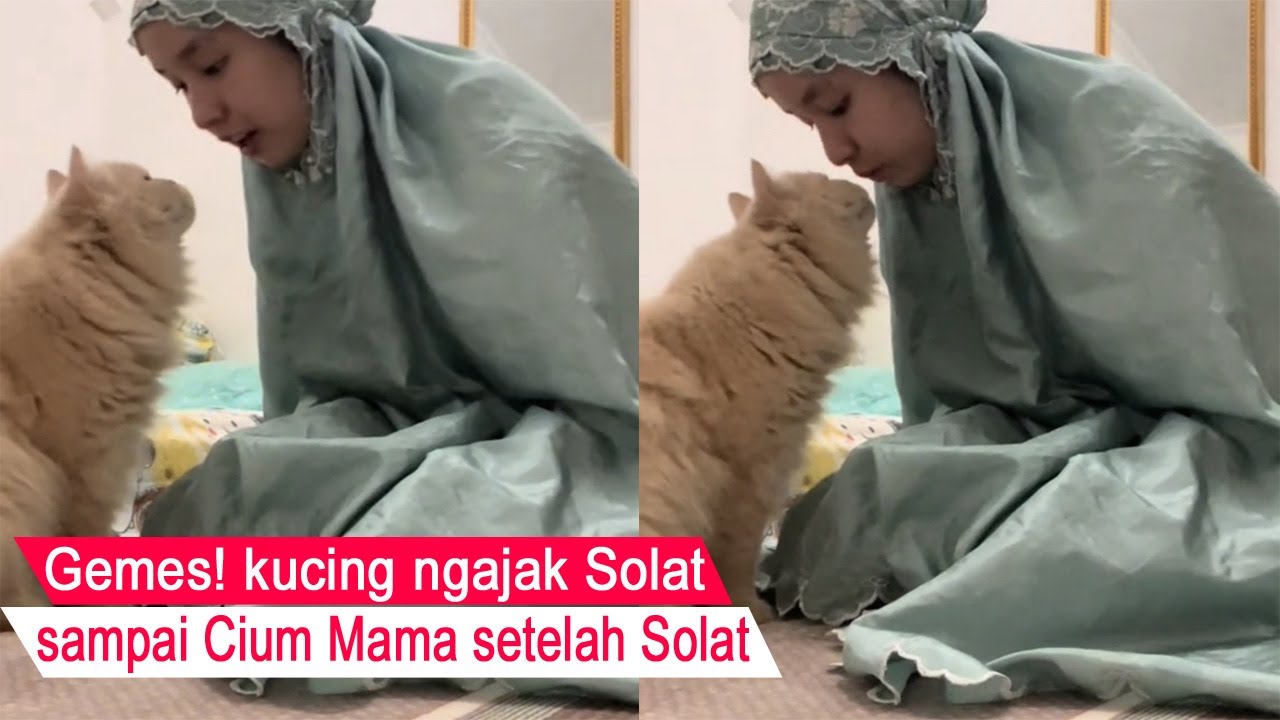 MASYAALLAH GEMESIN/ kucing Pintar jadi Imam solat sampai Salim Cium ...