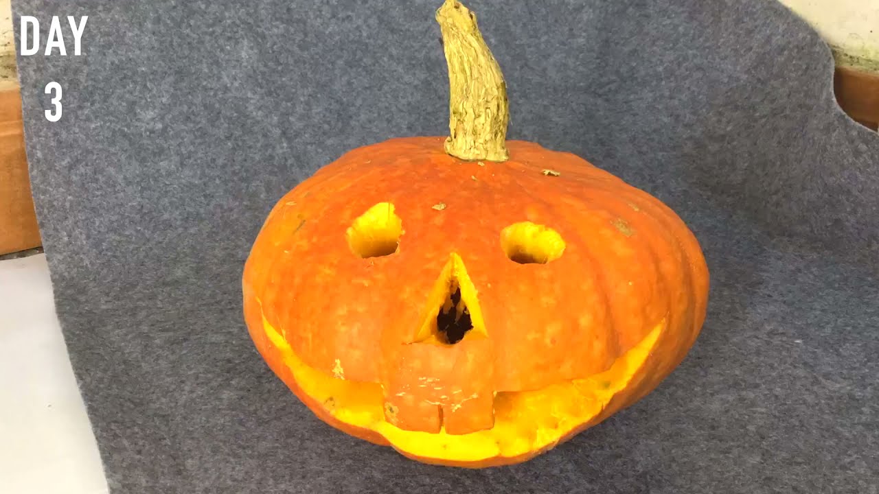 Halloween Pumpkin 50 Days Decomposition Time-lapse - YouTube