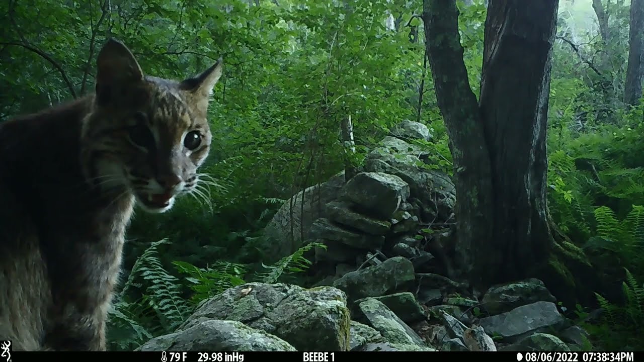 Bobcat Camera Inspection - Beebe Preserve - YouTube