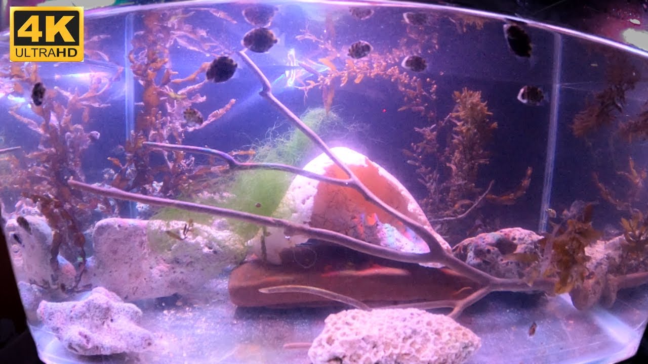 Saltwater Reef Aquarium in 4K | Unbelievable Home Aquariums! | Aquarium ...