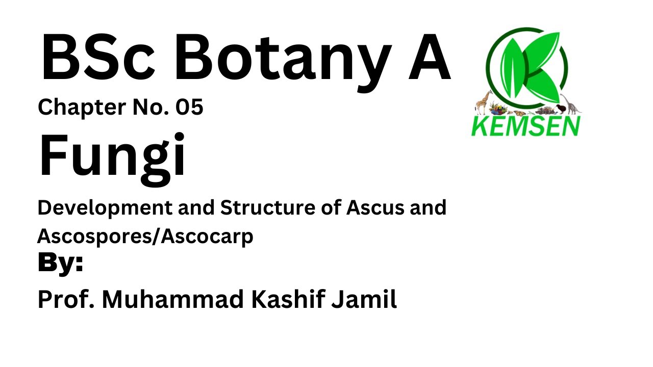 Development and Structure of Ascus and Ascospores/Ascocarp I BSc Botany ...
