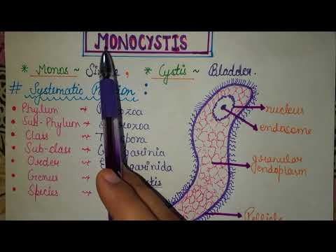 Monocystis || B.sc 1st year ||zoology ||Ashna Siddiqui ||Hinglish ...