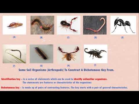 Dichotomous Keys : How To Construct Them Explained - YouTube
