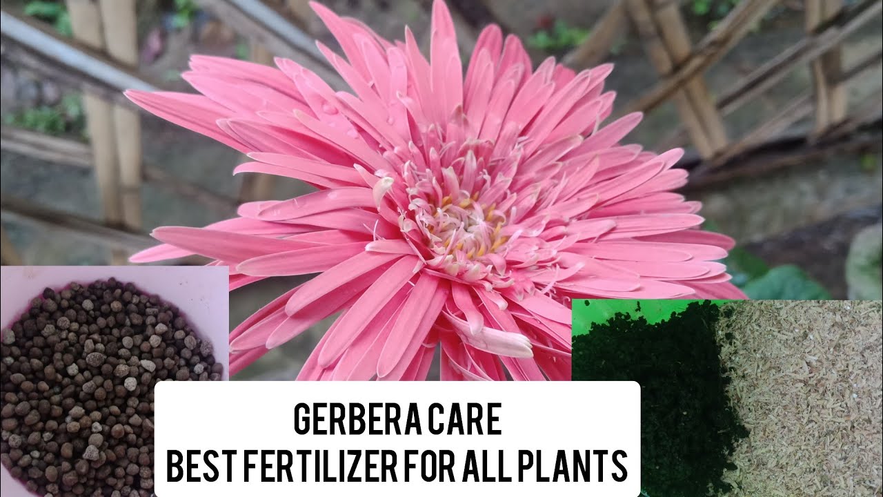 Gerbera Full Care Tips And best Fertilizer For Gerbera Plant For More ...