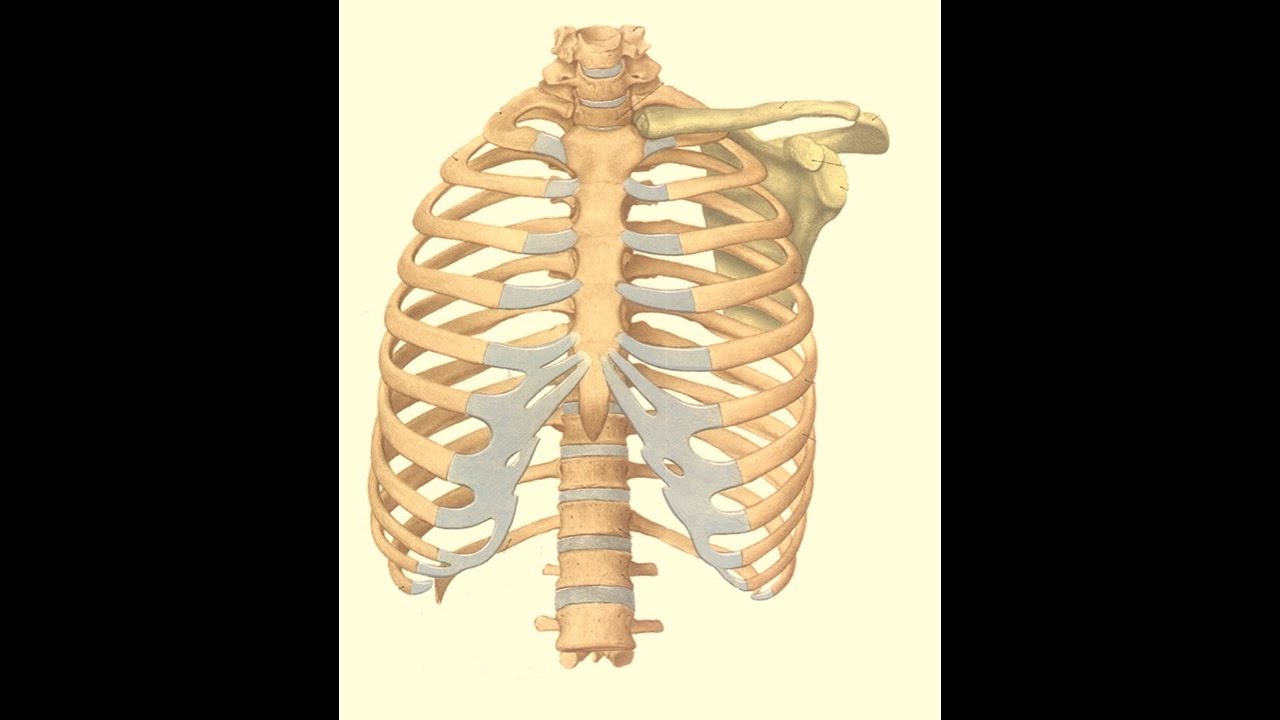 Magdy Said anatomy series,Thorax 1- thoracic cage, v 1 - YouTube