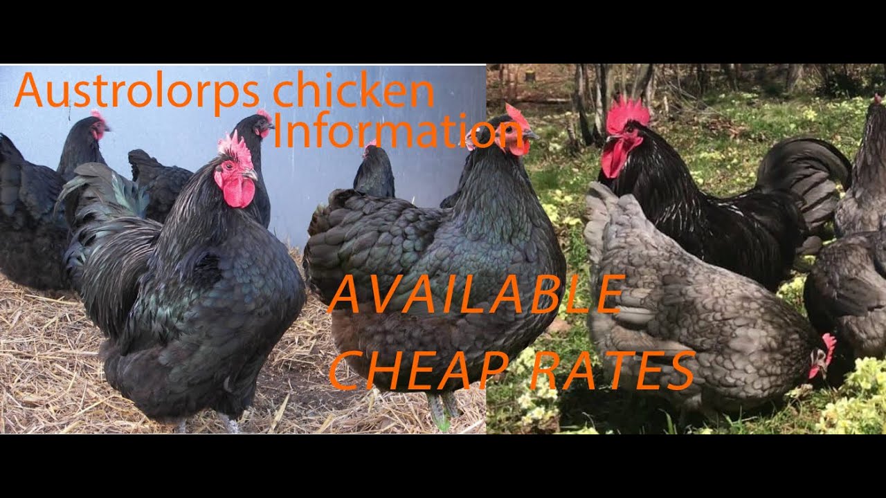 Australorp Rir Cheap rates and is that good breed for future Investment ...