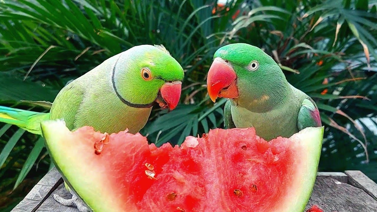 Cute Talking Parrots Eating Watermelon - YouTube