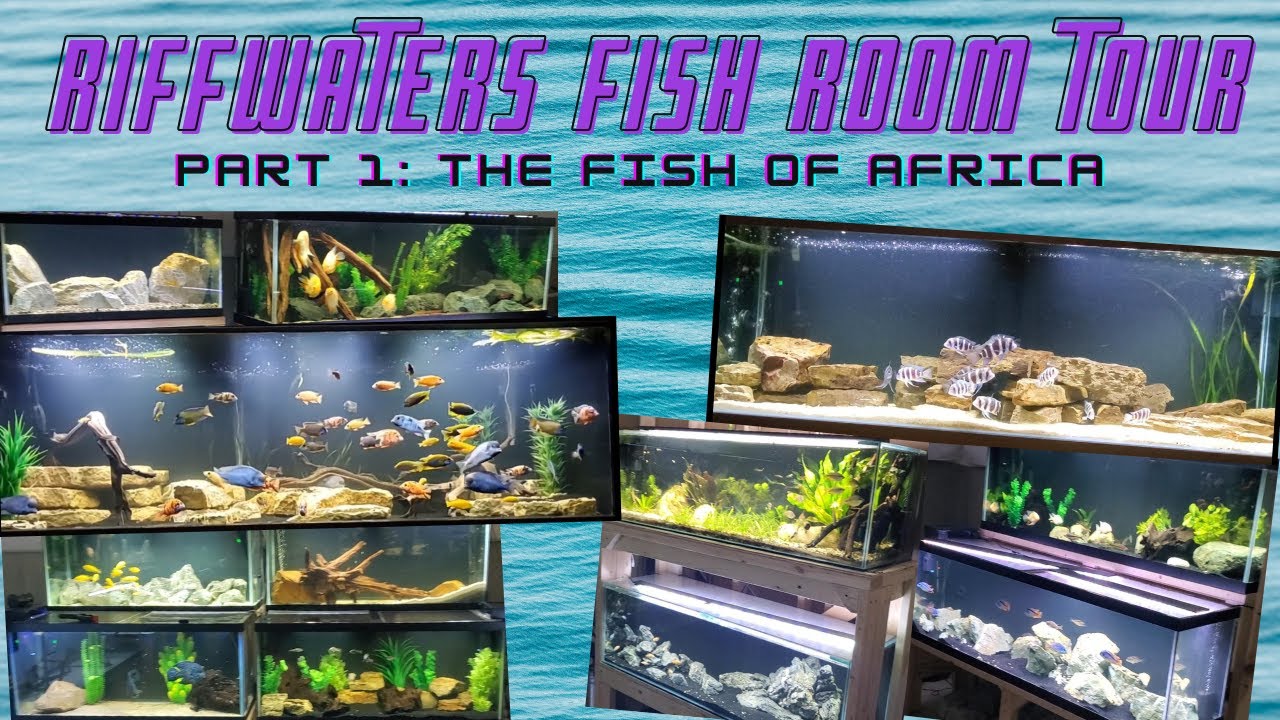 Fishy Fishy Fish Room Tour Pt 1 - big tanks, epic fish, and a third ...