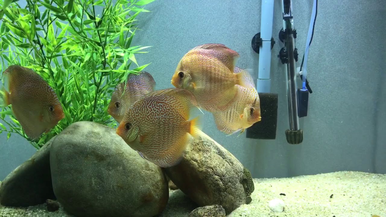 55 Gallon Discus Tank - YouTube