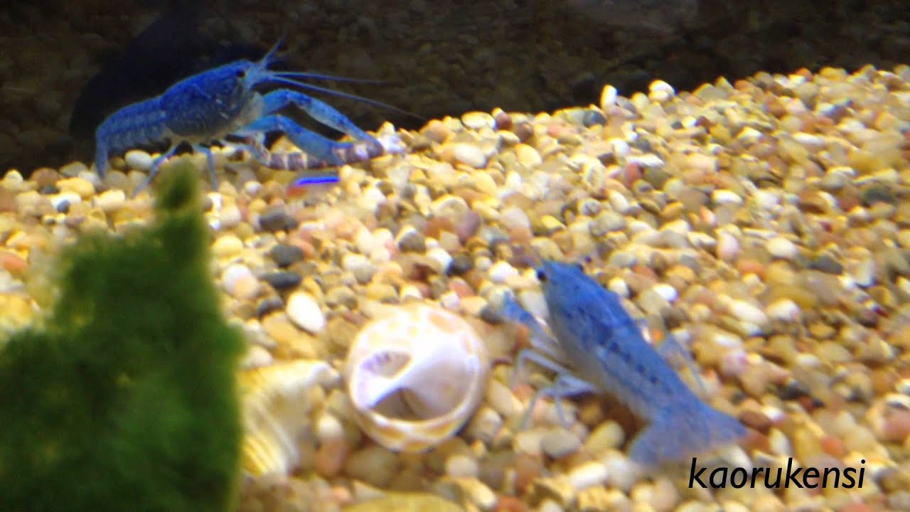 Crawfish fight for food - YouTube