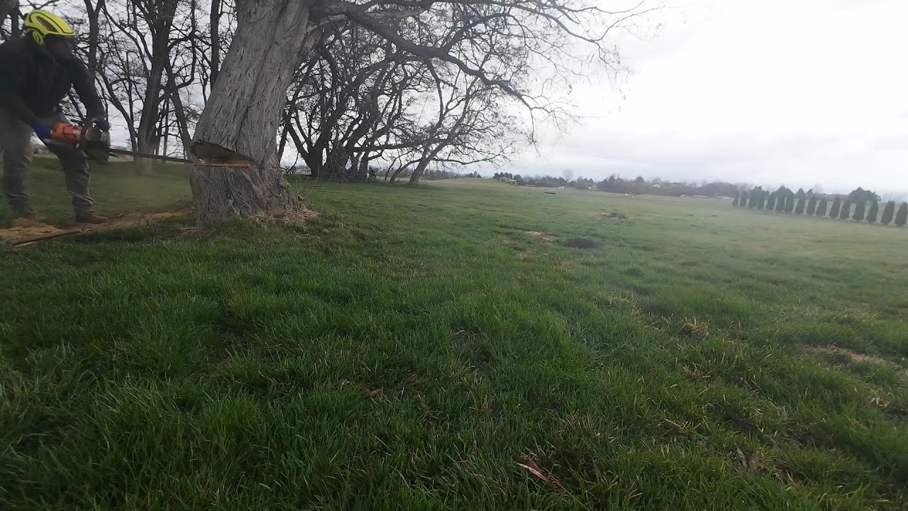 Locust Tree Splits in Half when when it Falls - YouTube