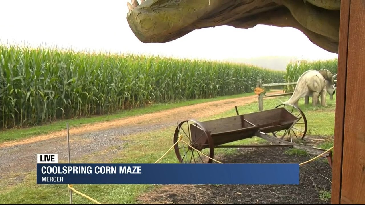 Cool Corn Maze