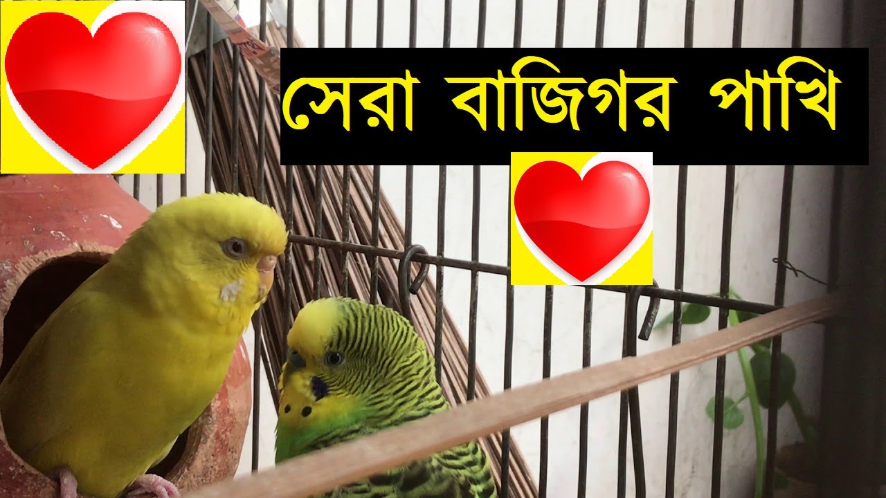 Bazigar Bird